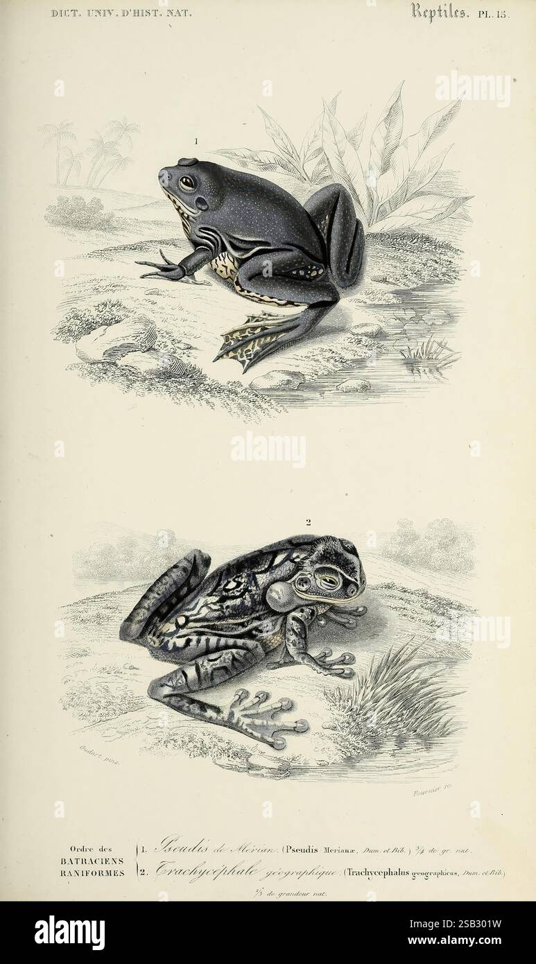 Second frog displays hi-res stock photography and images - Alamy