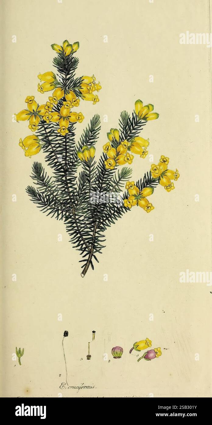 The heathery, or A monograph of the genus Erica, London, Henry G. Bohn ...