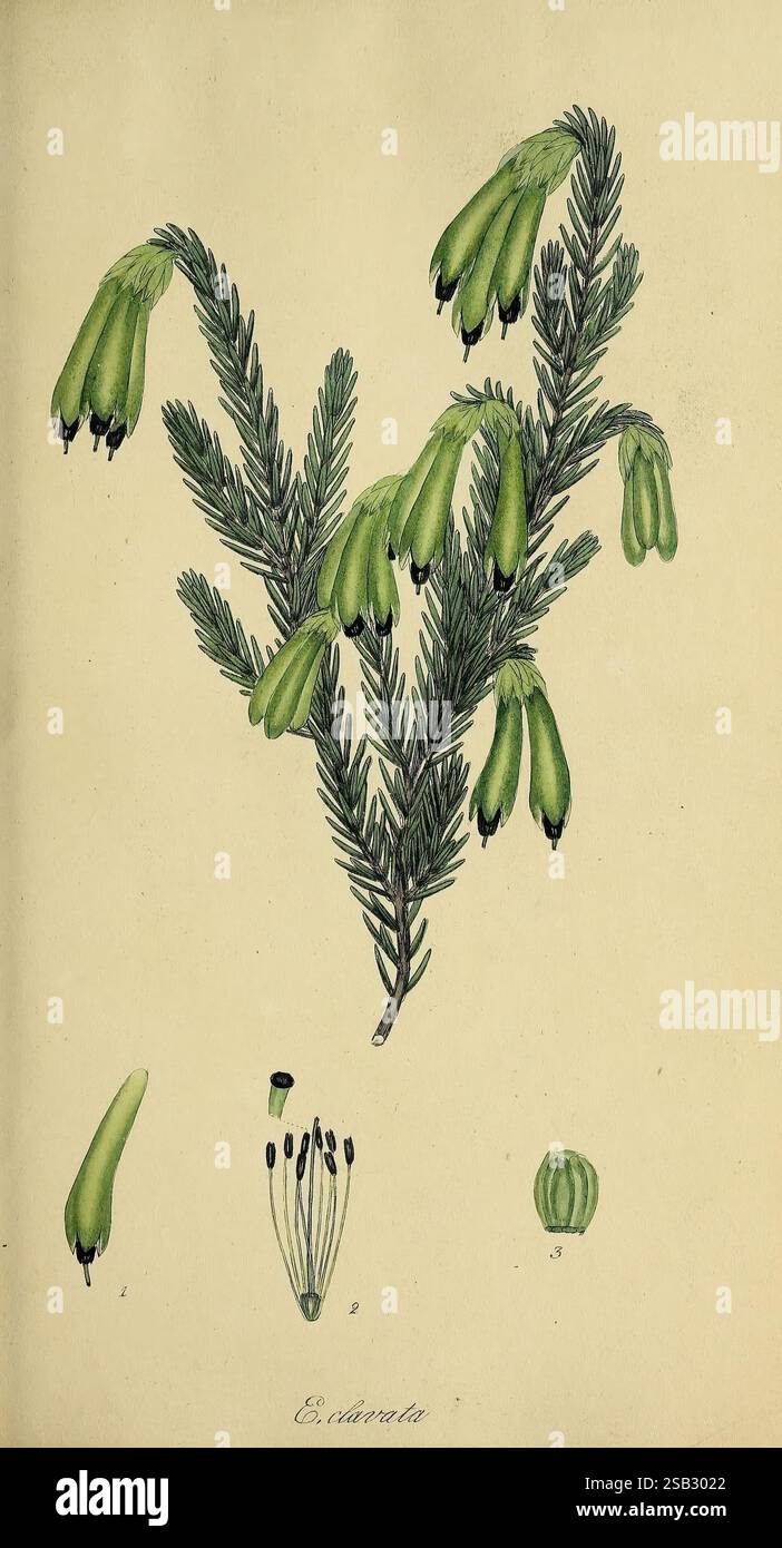 Additional drawings display hi-res stock photography and images - Alamy