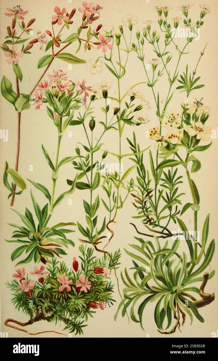 Alpenflora, München, J.F. Lehmann, 1905, alps, identification, mountain ...