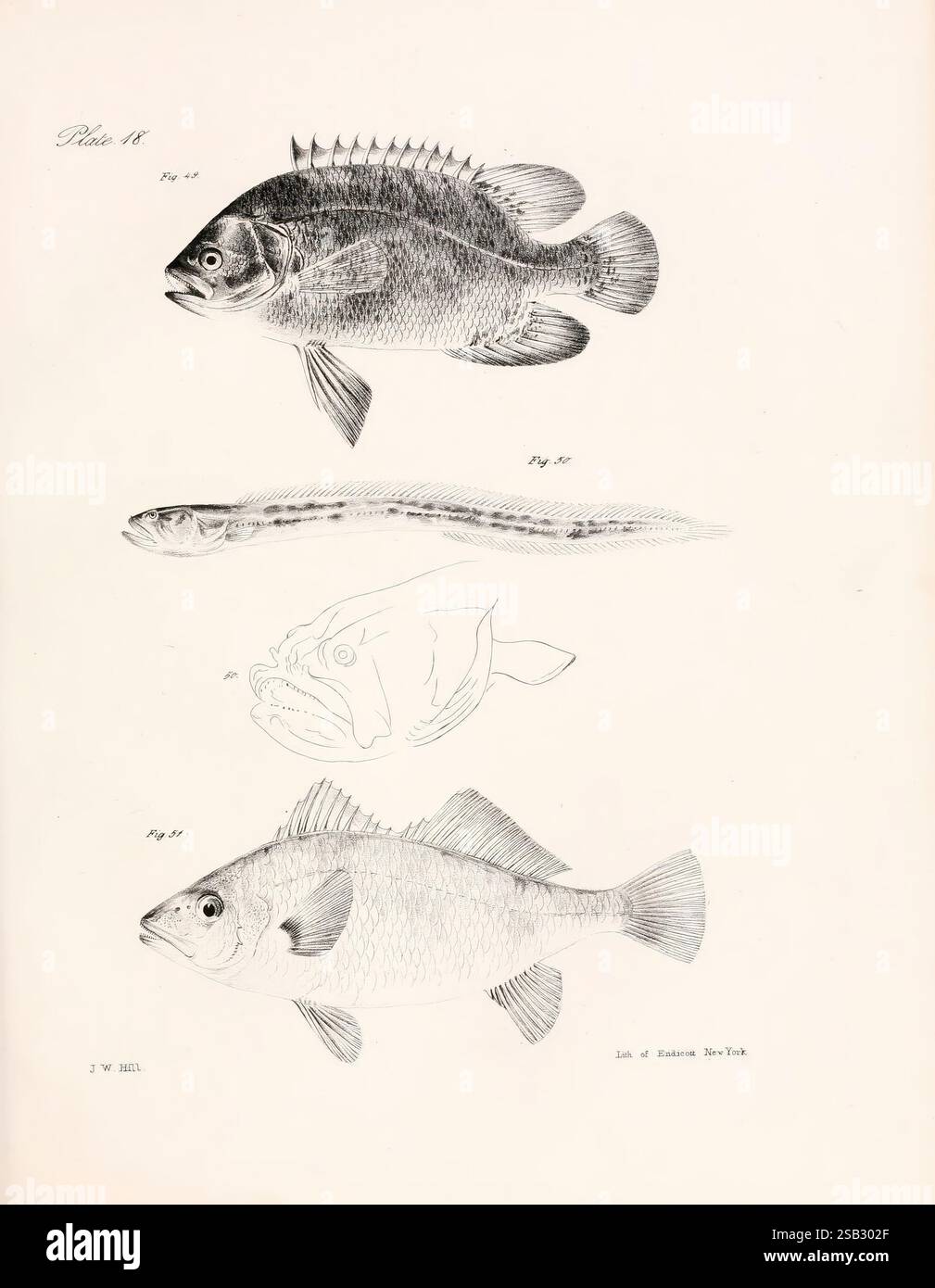 Slender fish stretches horizontally hi-res stock photography and images ...