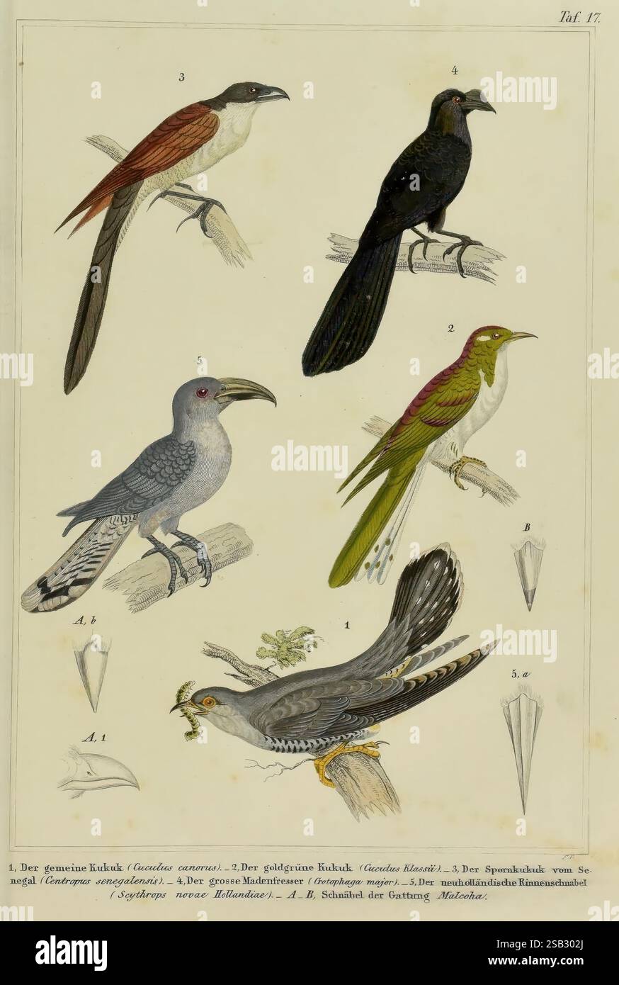 Detailed illustration of five distinct bird species hi-res stock ...