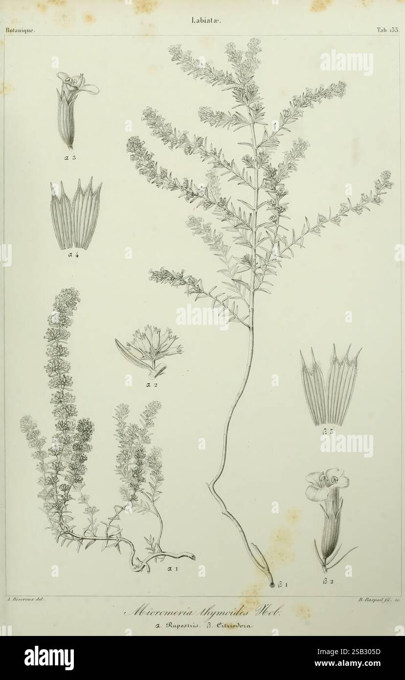 Histoire naturelle des Iles Canaries Paris Bethune editor 1836-1850 ...