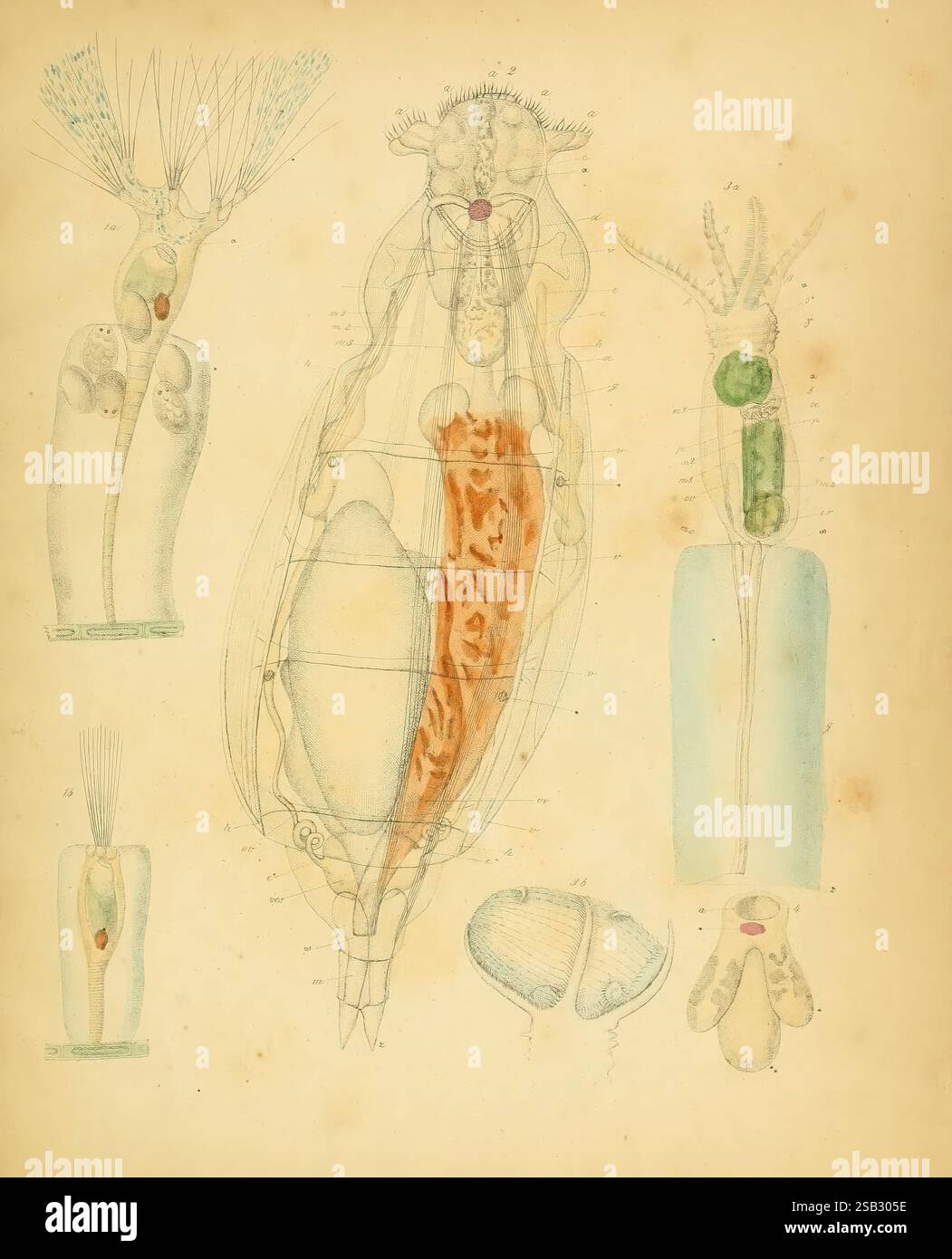 Labeled specimen displays hi-res stock photography and images - Alamy