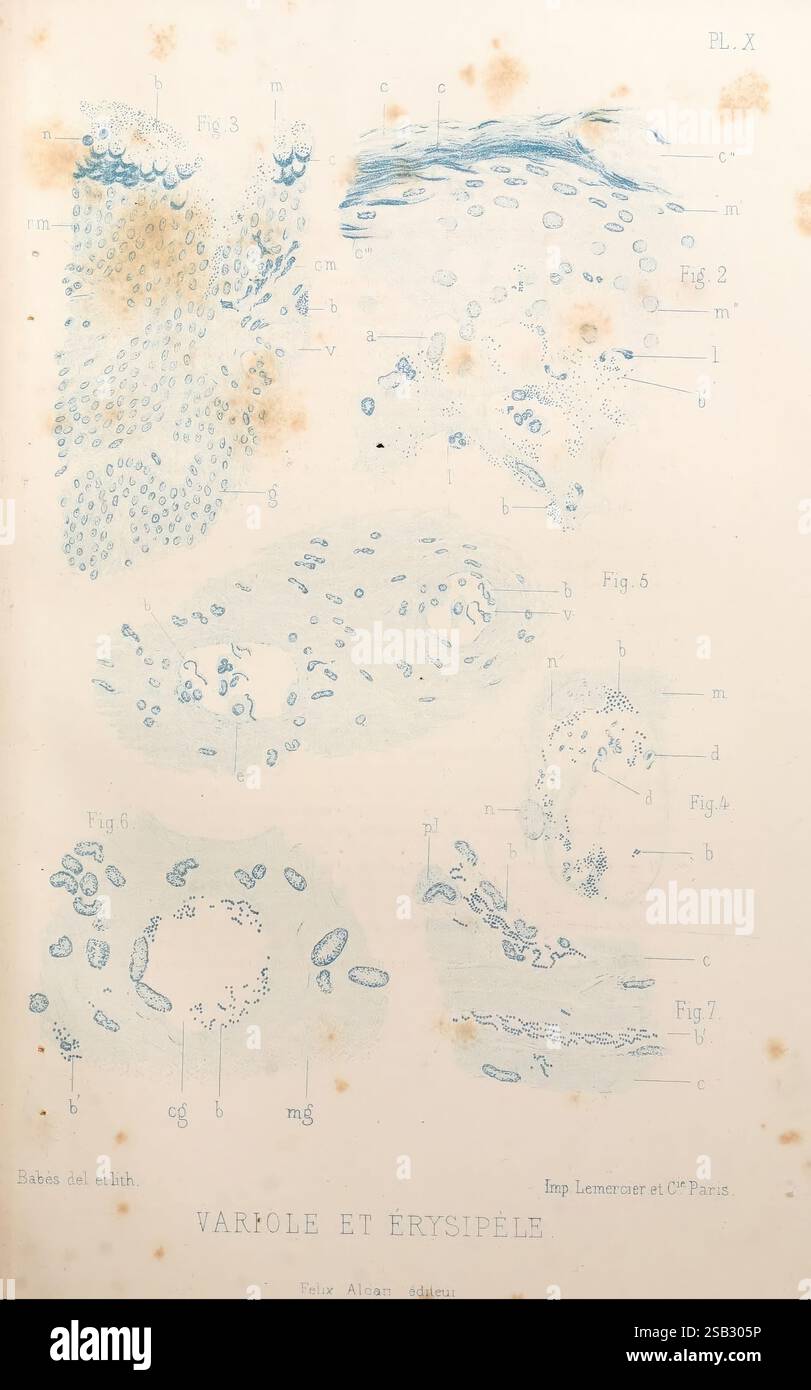 Les, bactéries, et, leur, rôle, dans, l'anatomie, et, l'histologie ...