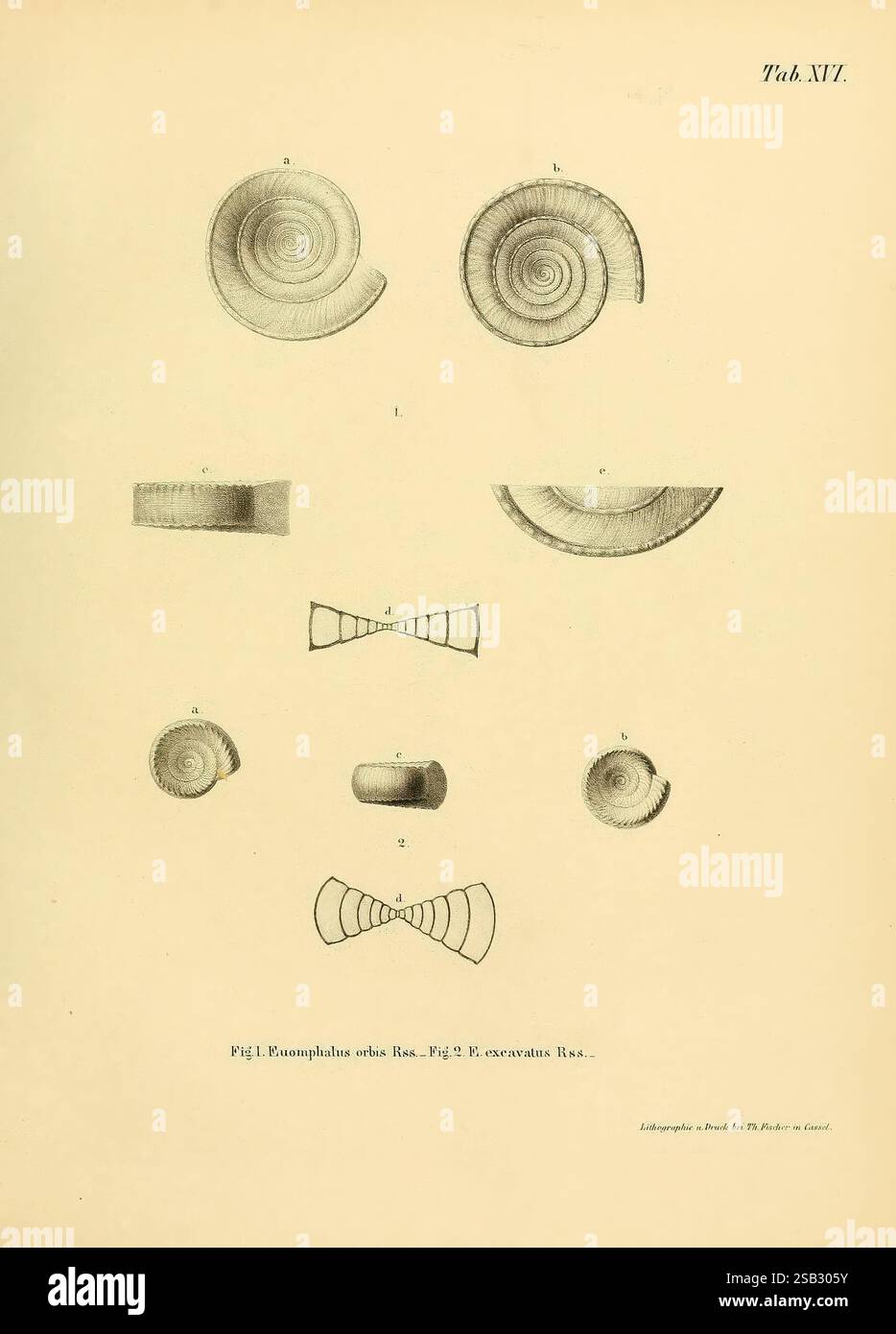 Palaeontographica, Cassel, Theodor Fischer, 1846-1933, 560643, geology ...