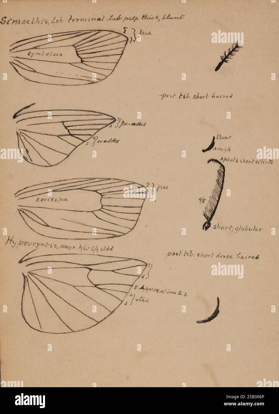 Entomology, Philpott, Alfred Sketch book, 1925, insectsnew zealand ...