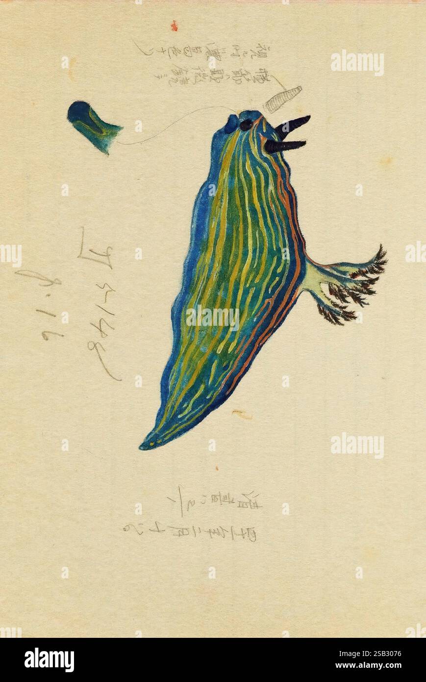 Philippine expedition steamer albatross circa 1908 1908 albatros hi-res ...