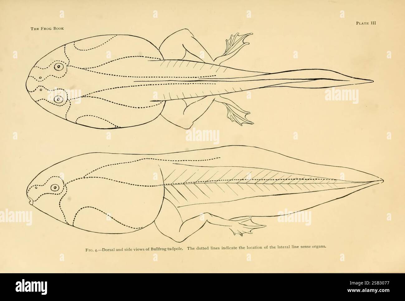 Illustrating key structures hi-res stock photography and images - Alamy