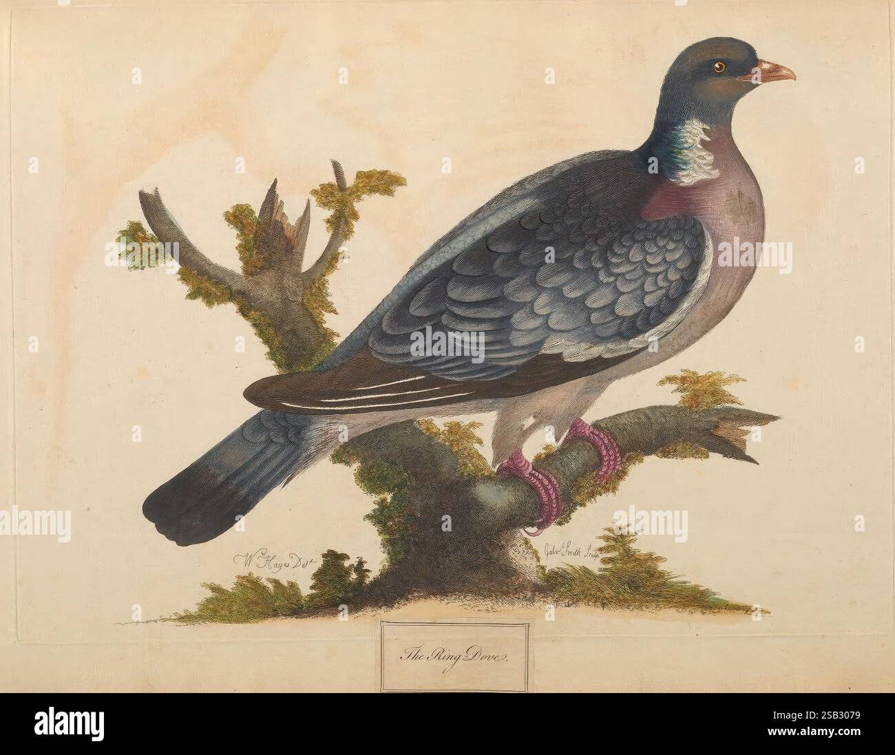Columba livia rock pigeon william hayes hi-res stock photography and ...