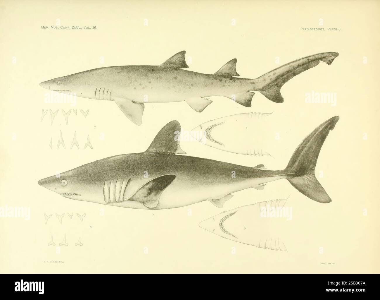 The Plagiostomia, Sharks, Skates, Rays, Cambridge, U.S.A, 1913, Sharks ...