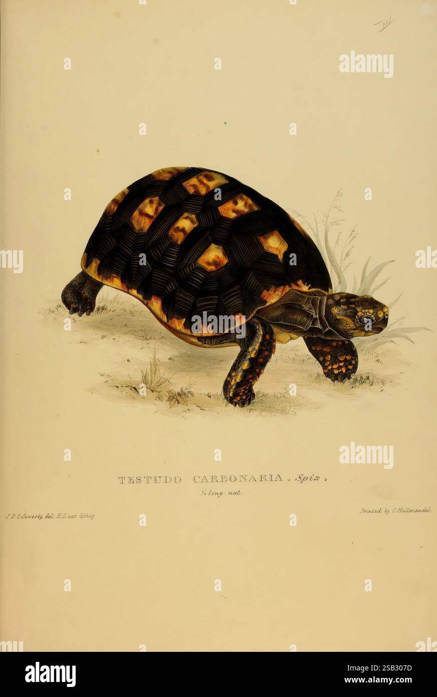 Characteristic red markings hi-res stock photography and images - Alamy