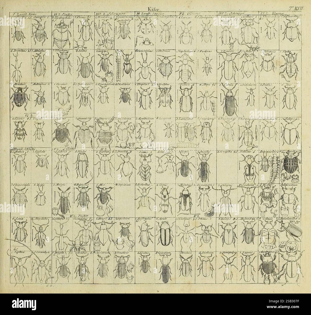 Oken's Lehrbuch der Naturgeschichte Leipzig Bei Carl Heinrich Reclam ...