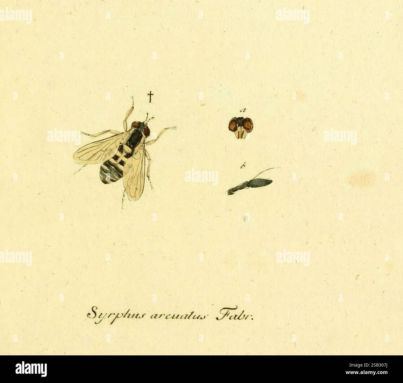 Separate anatomical part hi-res stock photography and images - Alamy