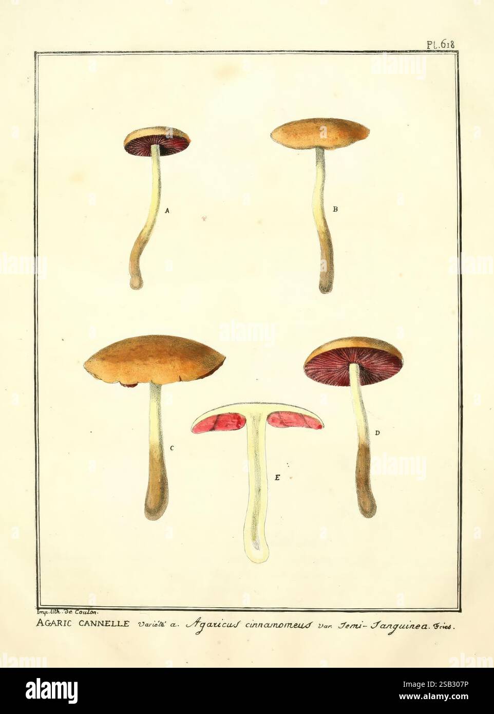 Figures des champignons, servant de supplément aux planches de Bulliard ...