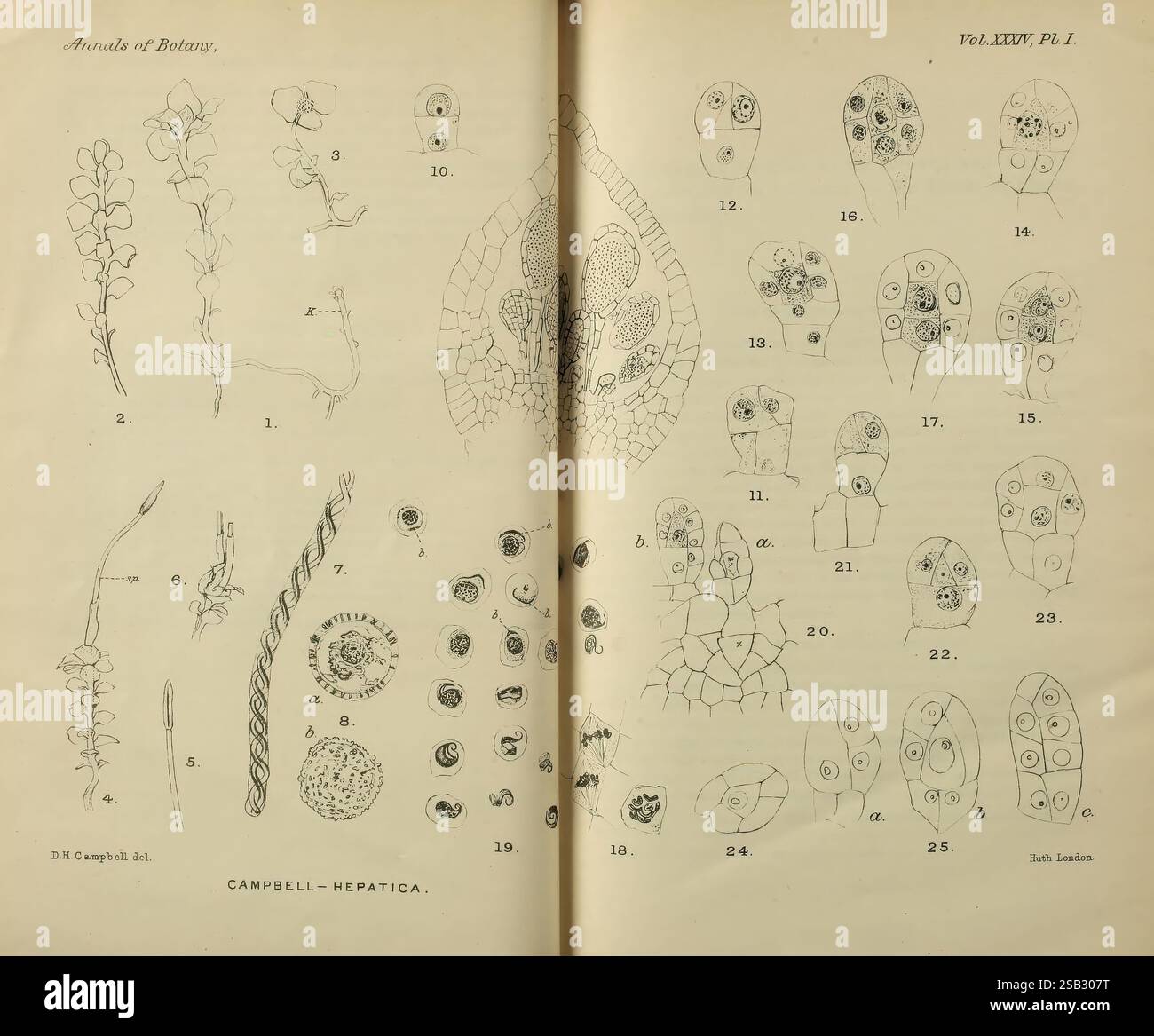 Annals of Botany London Botany Periodicals Plants, The illustration ...