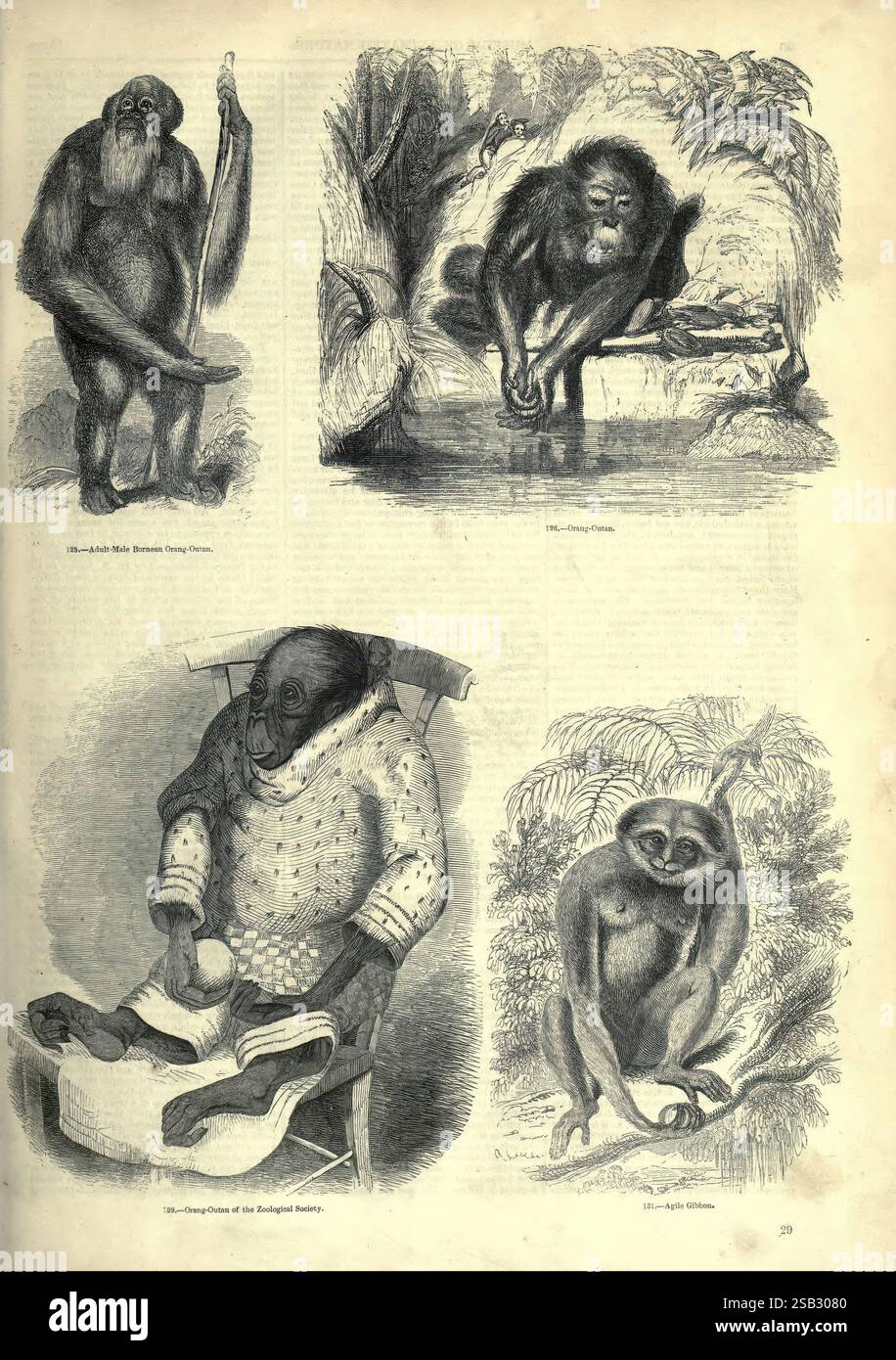 The pictorial museum of animated nature v.1. London, C. Cox, [1844 ...