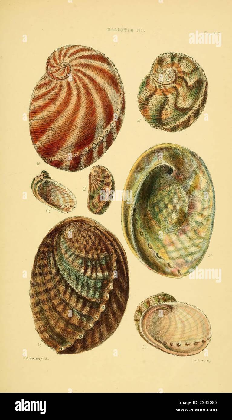 Thesaurus conchyliorum, or Monographs of genera of shells, v.5, plates ...