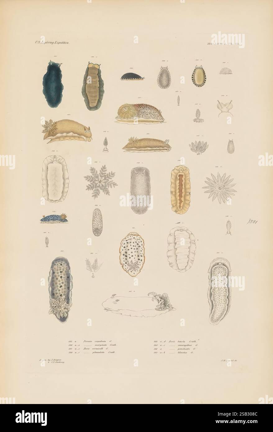 Mollusca, Shells, Boston, Gould & Lincoln, 1852, Mollusks, This ...