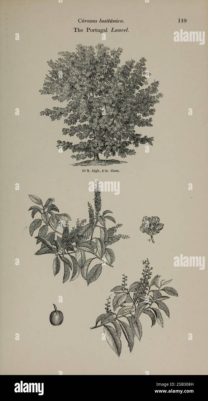 Arboretum et fruticetum britannicum London J.C. Loudon 1844 botany ...