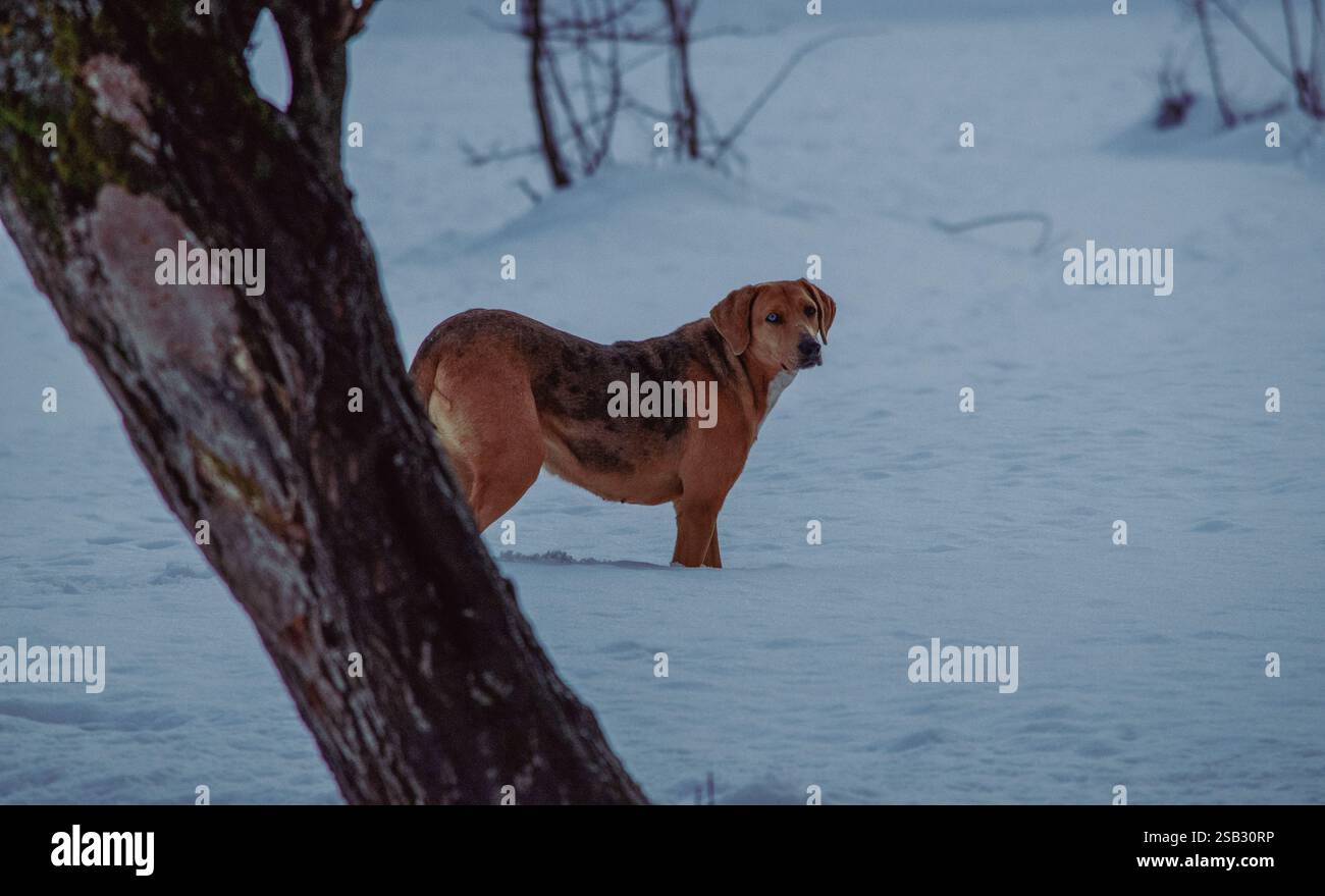 A stunning dog with heterochromia, featuring two different colored eyes ...