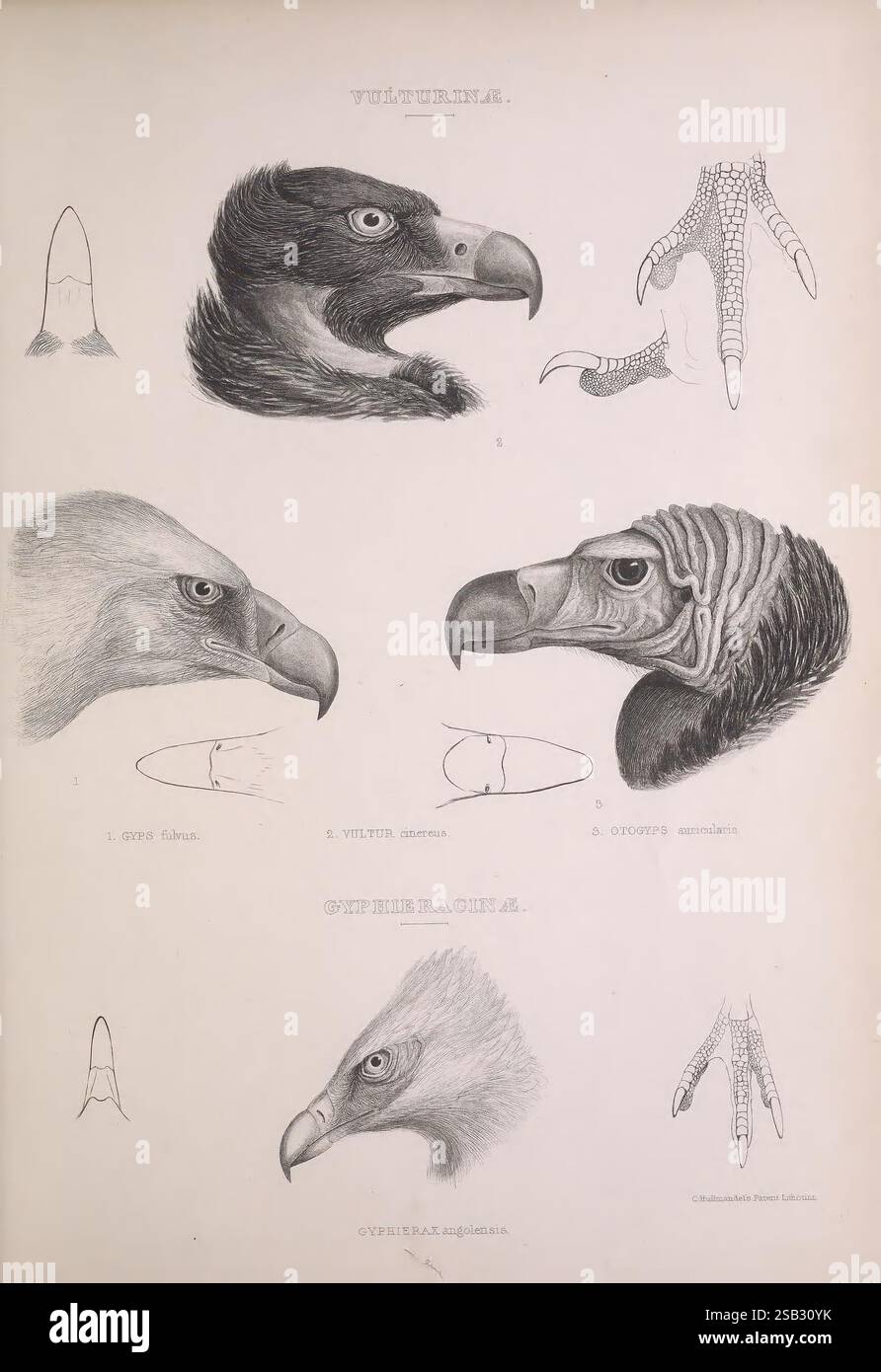 The genera of birds, 1849, birds, behavior classification, pictorial ...