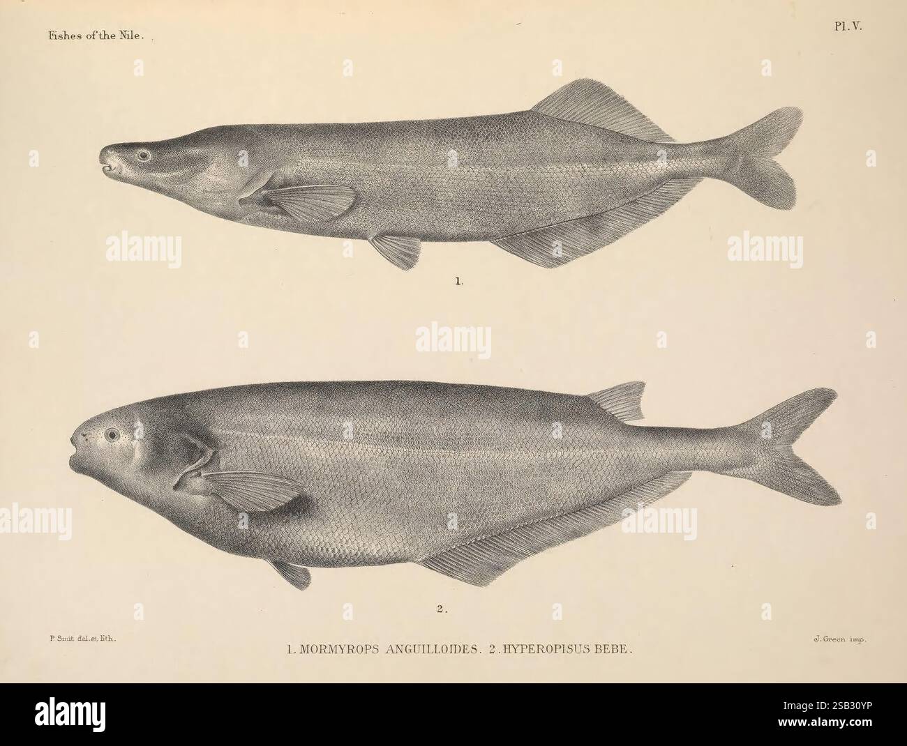 Fish species labrax maculatus hi-res stock photography and images - Alamy