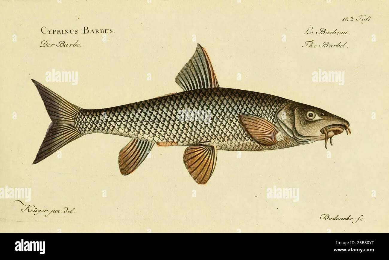 Ichthyologie ou Histoire naturelle des poissons, Berlin, Chez l'auteur ...
