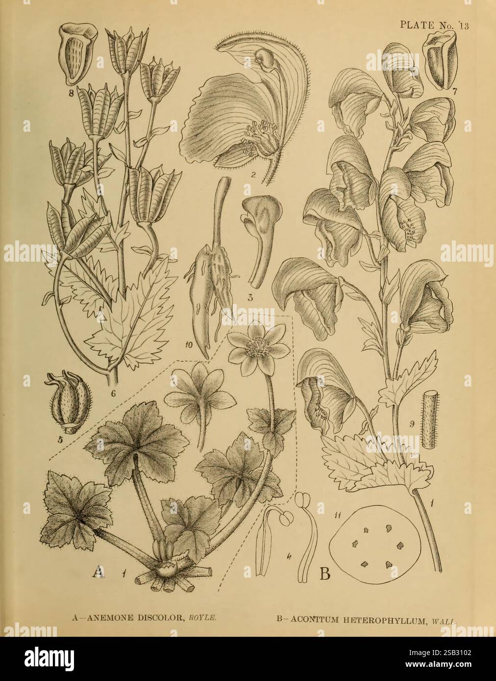 Indian medicinal plants, Bahadurganj, India, Sudhindra Nath Basu ...