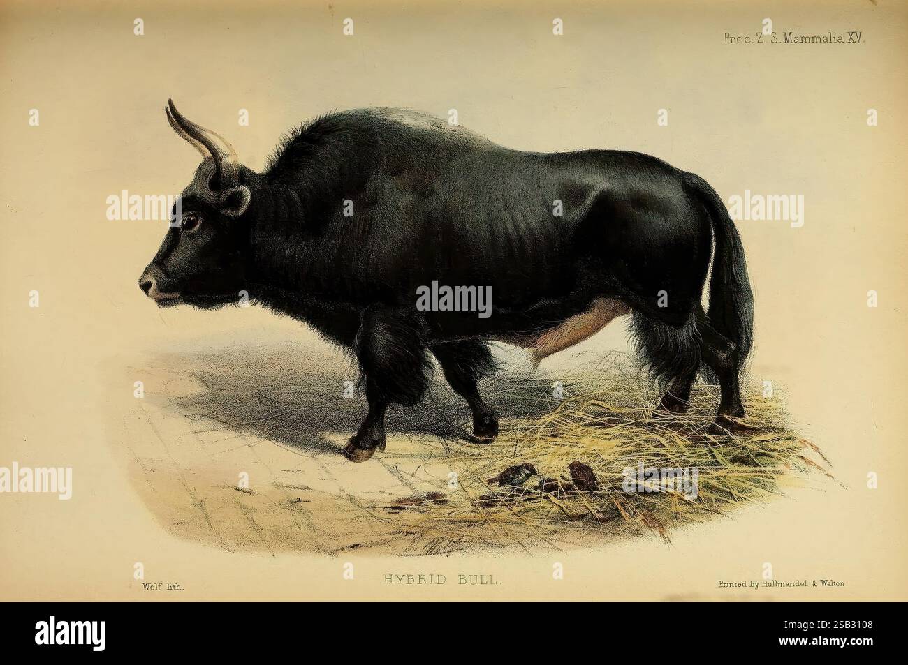 Bull displays prominent horns hi-res stock photography and images - Alamy