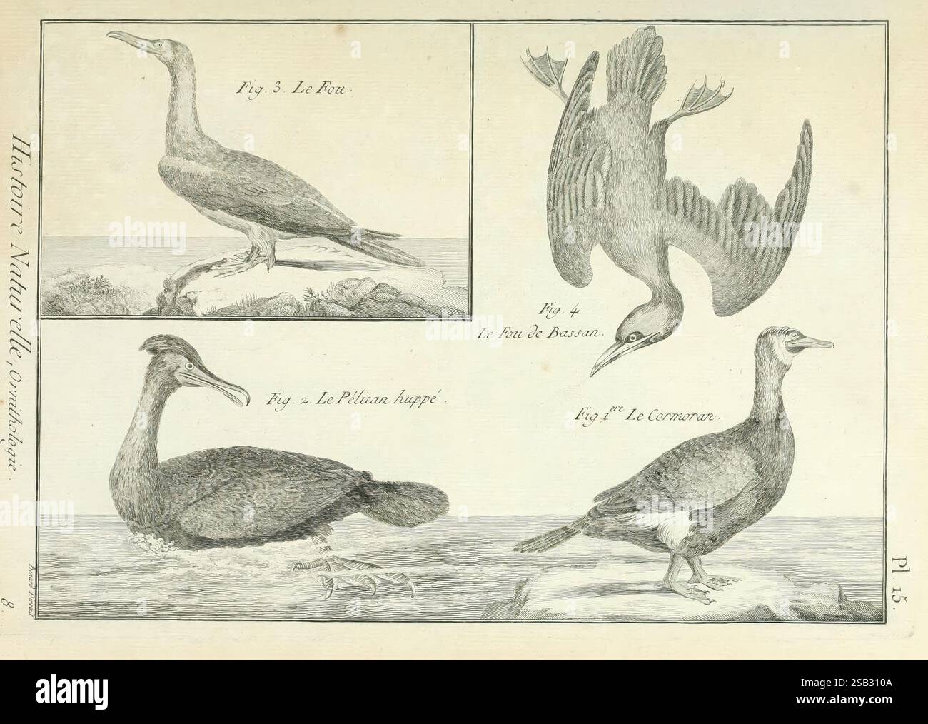 Tableau encyclopédique et méthodique des trois règnes de la nature A ...