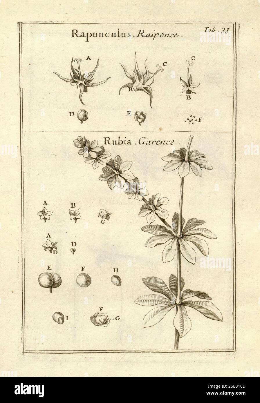 Joseph Pitton de Tournefort, Institutiones rei herbariae, Parisiis, E Typographia Regia, 1700 ...