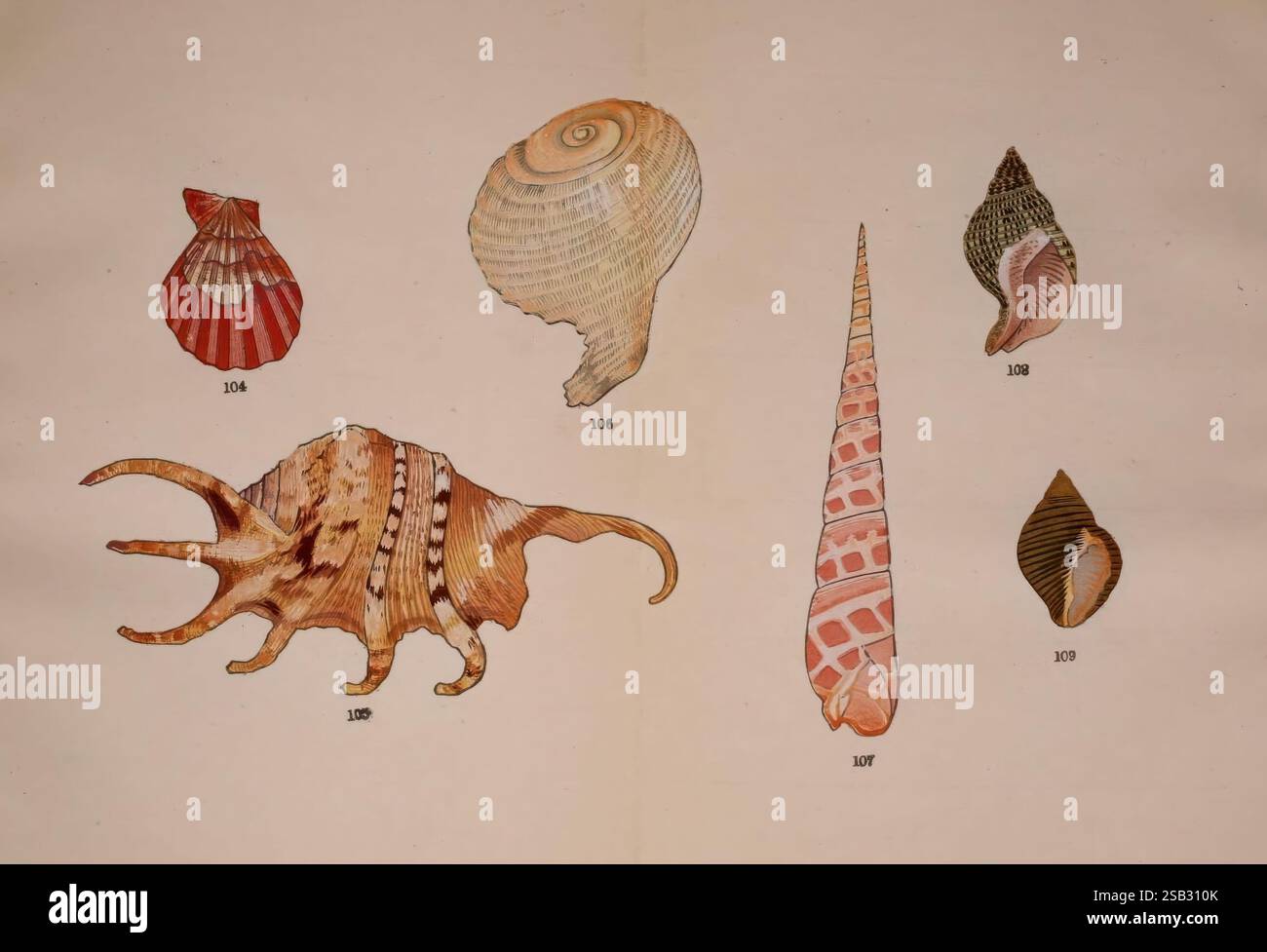 Shimaararemikuri hi-res stock photography and images - Alamy