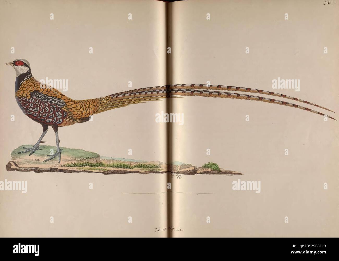 Golden pheasants characteristics hi-res stock photography and images ...