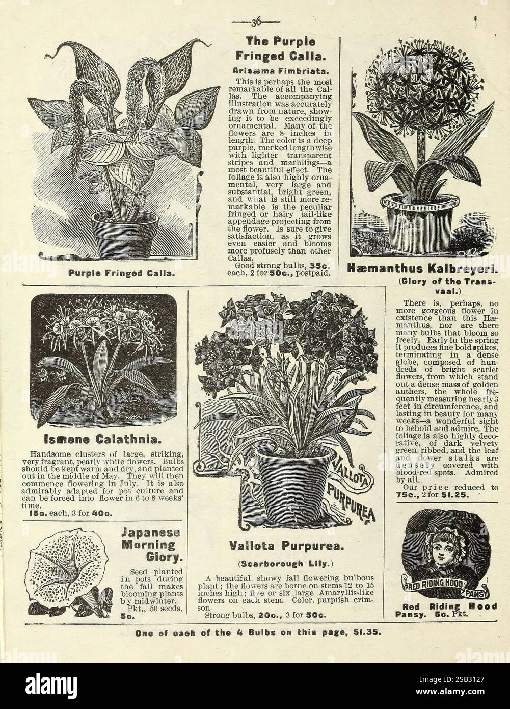 Red riding hood illustration hi-res stock photography and images - Alamy