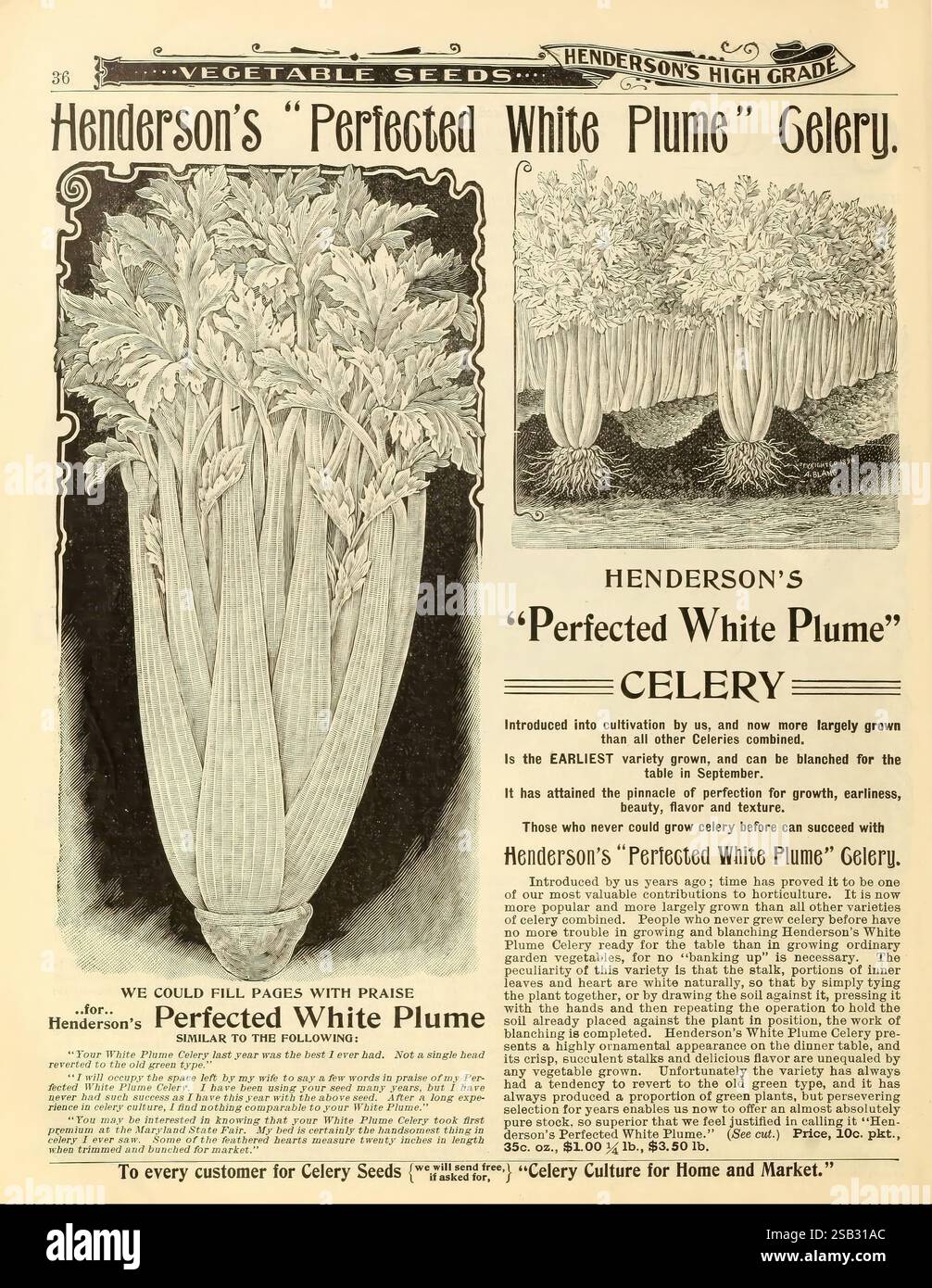 Perfected white plume hi-res stock photography and images - Alamy