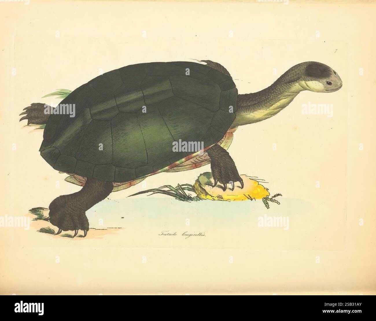 Zoology of New Holland, Vol. 1, London, Printed by J. Davis, published ...