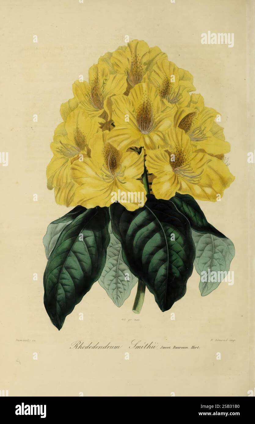 Golden yellow rhododendron blossoms showcases hi-res stock photography ...