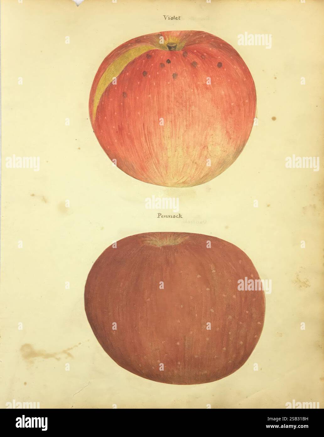 Small dark specks hi-res stock photography and images - Alamy