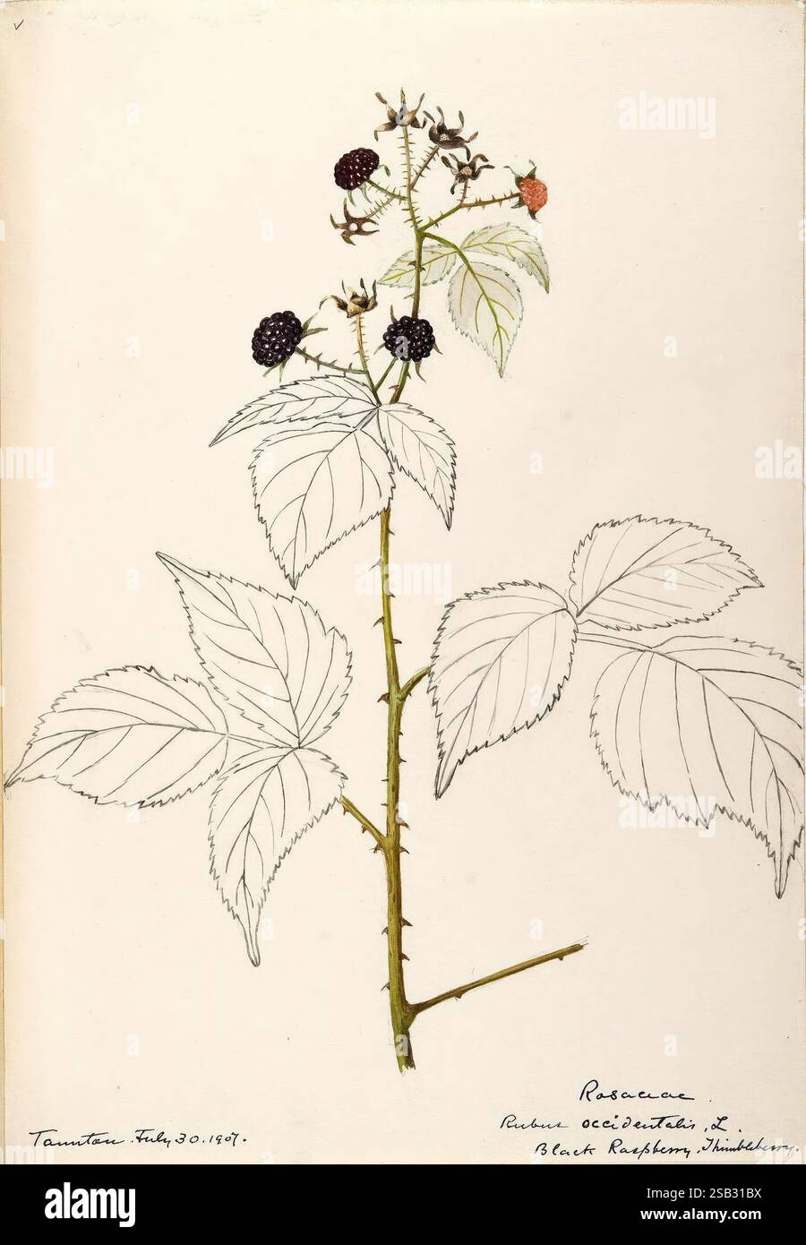 Botanical blackberry illustration hi-res stock photography and images ...