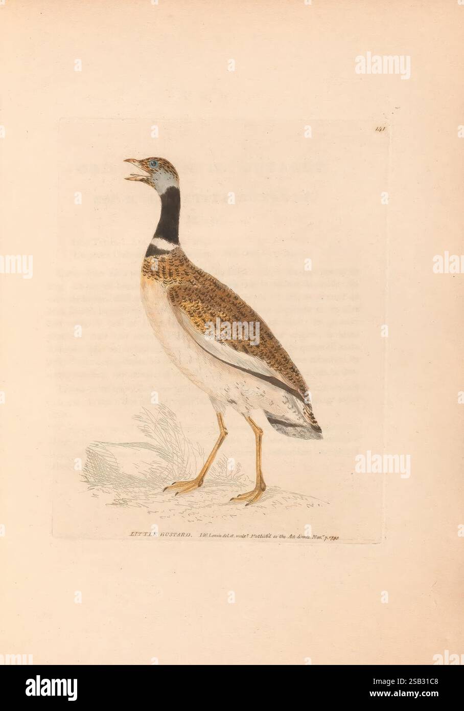 Great bustard stands hi-res stock photography and images - Alamy