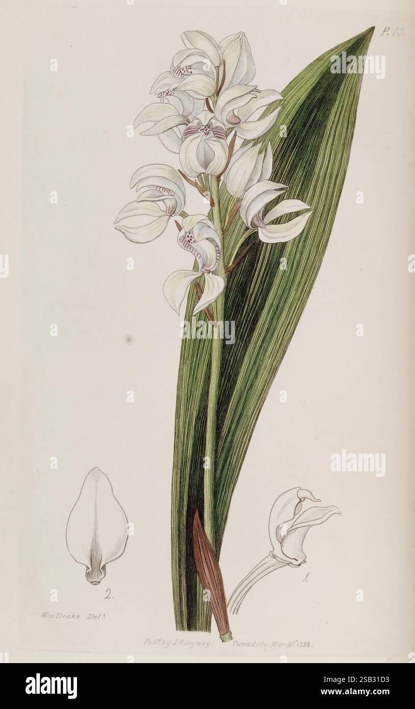 Plant introduction plants ornamental 96 sarah ann drake 2 women hi-res ...