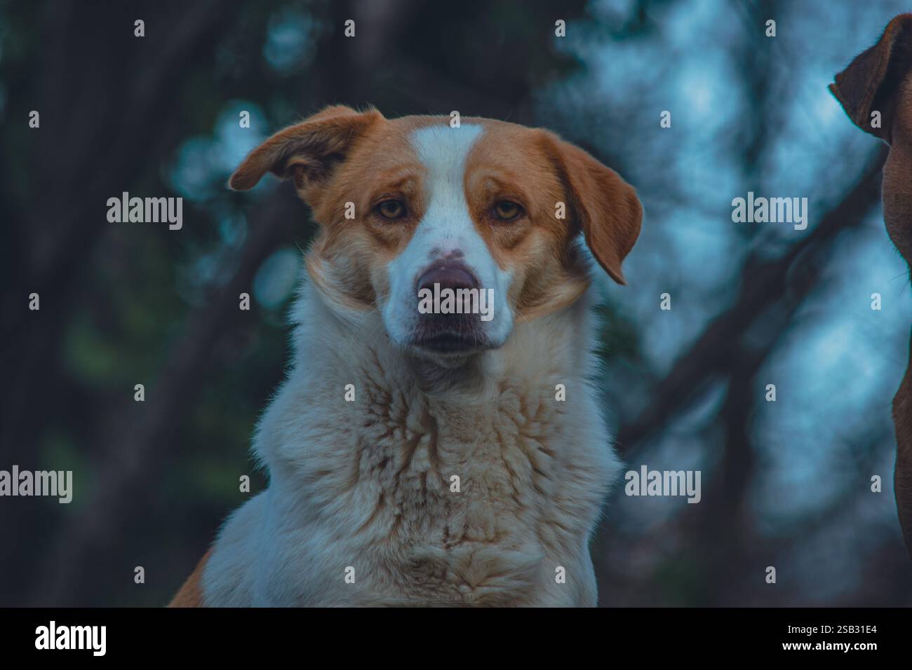 A stray dog standing in the street, looking [describe expression ...