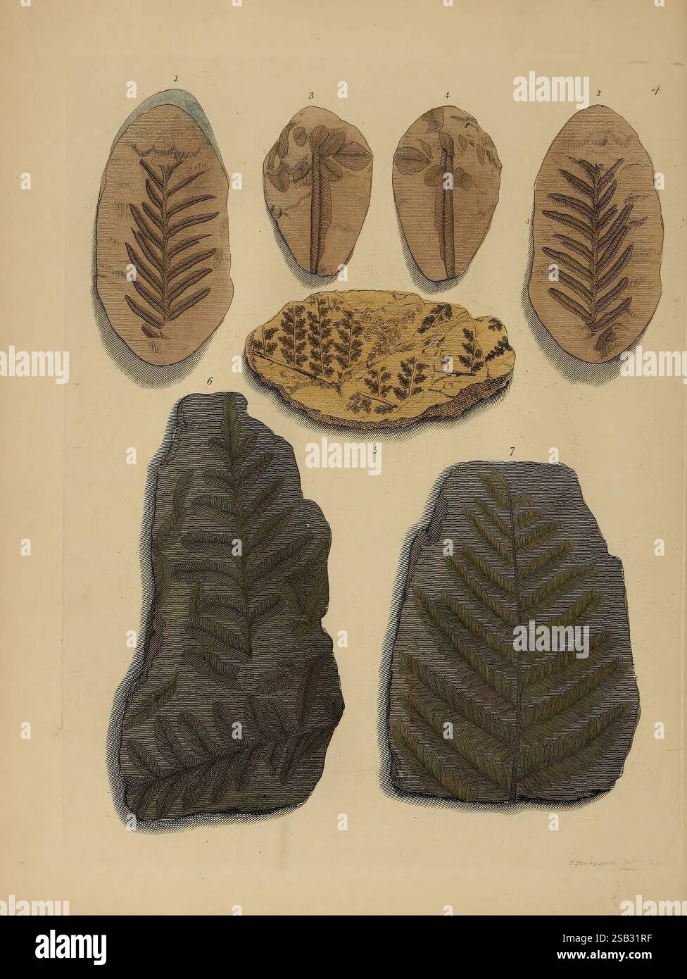 A pictorial atlas of fossil remains, 1850, paleontology, pictorial ...