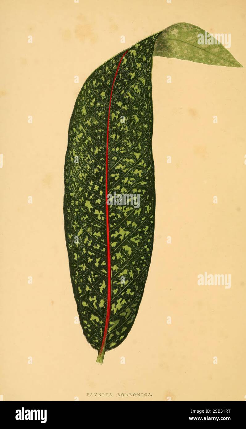 Lighter green patches hi-res stock photography and images - Alamy