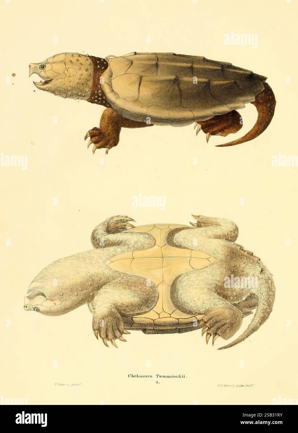 Turtle charles rogers chelonura temminckii alligator hi-res stock ...