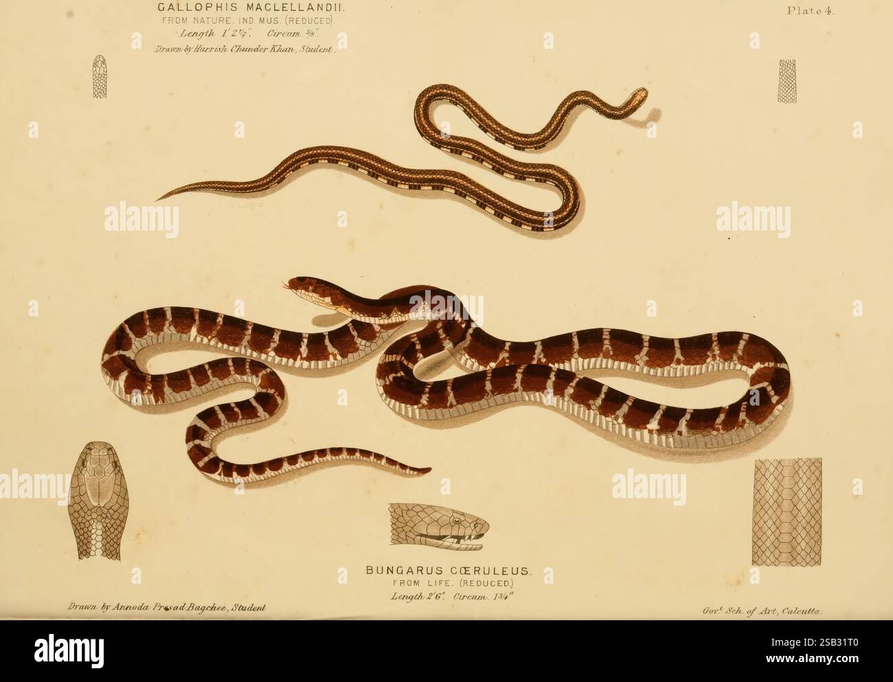 Illustration features two distinct species of snakes hi-res stock ...