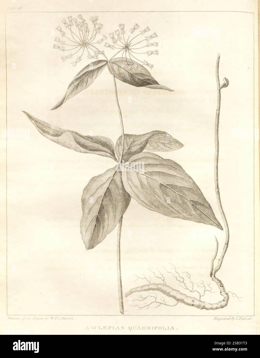 Four leaf milkweed hi-res stock photography and images - Alamy