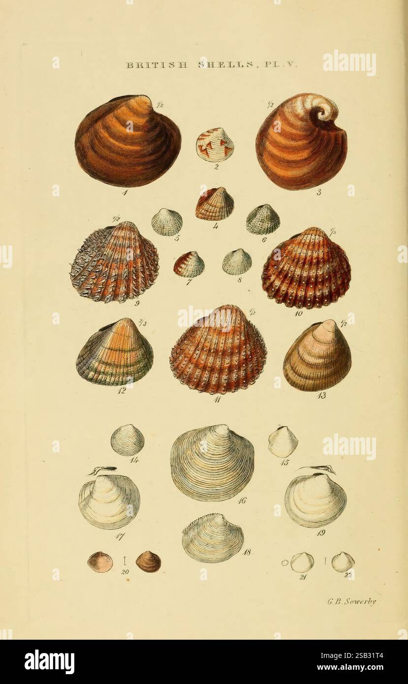 Illustrated, index, of, British, shells, London, Simpkin, Marshall, and ...
