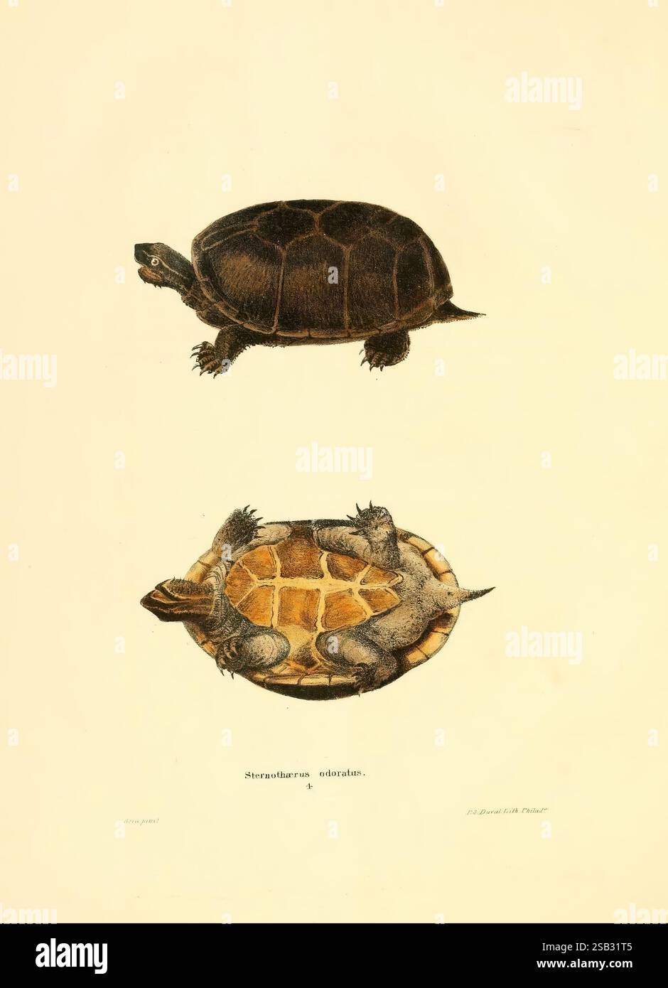 Turtle shell top view hi-res stock photography and images - Alamy